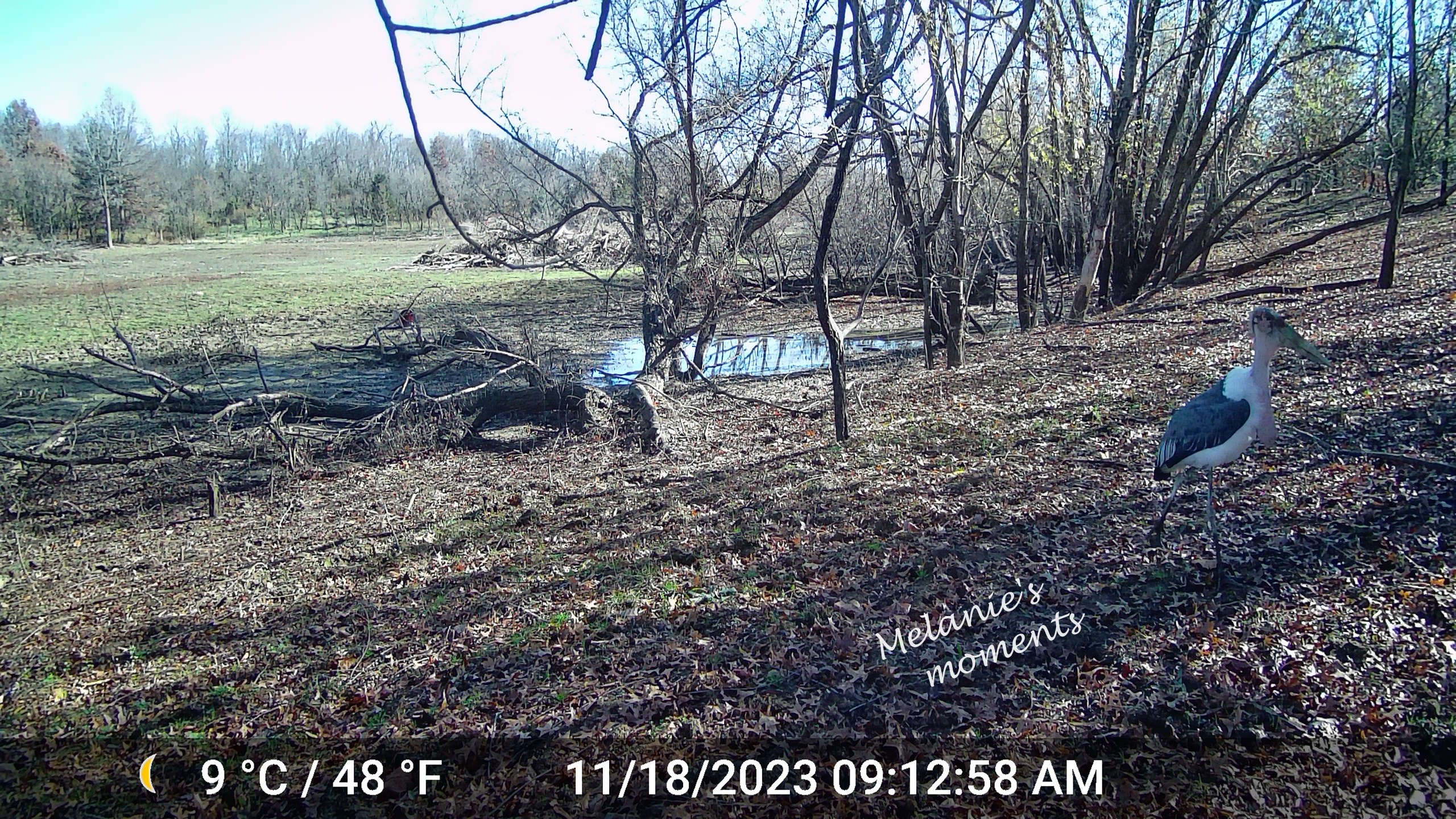 The memory of Sam, the marabou stork, my “out of town Visitor ...